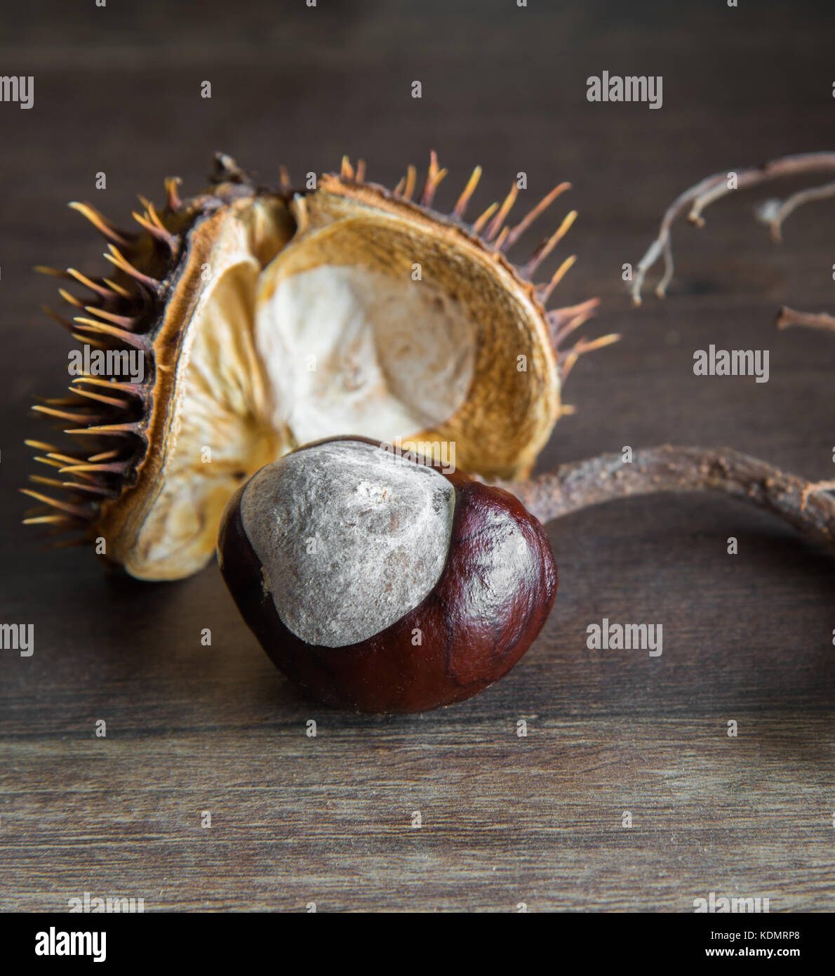 wild chestnut and a spiked shell Stock Photo - Alamy