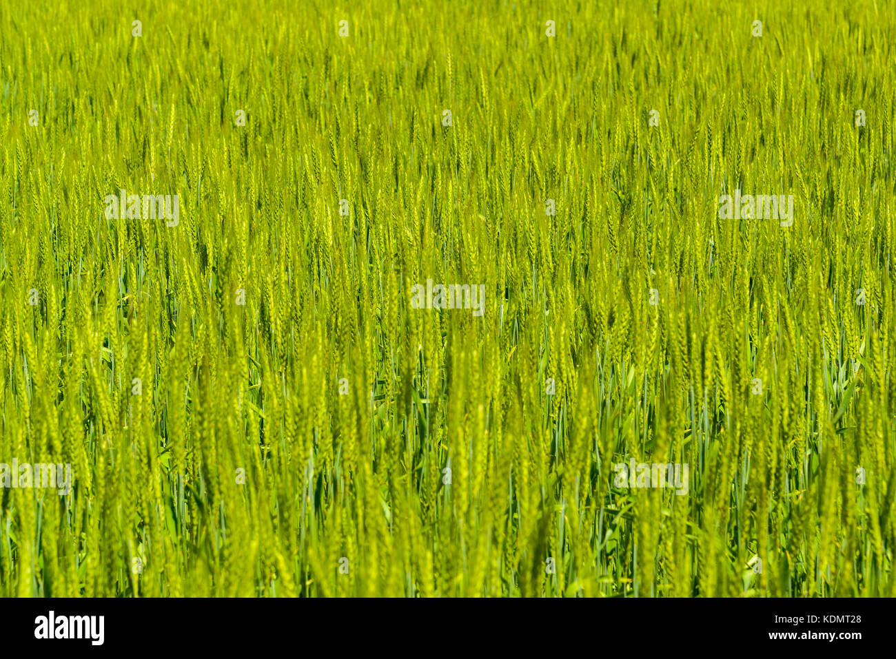Green wheat close up dolly hi-res stock photography and images - Alamy