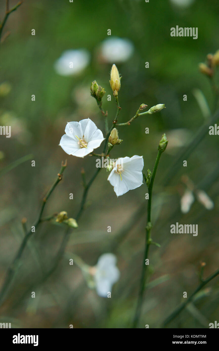 Convolvulus scoparius hi-res stock photography and images - Alamy