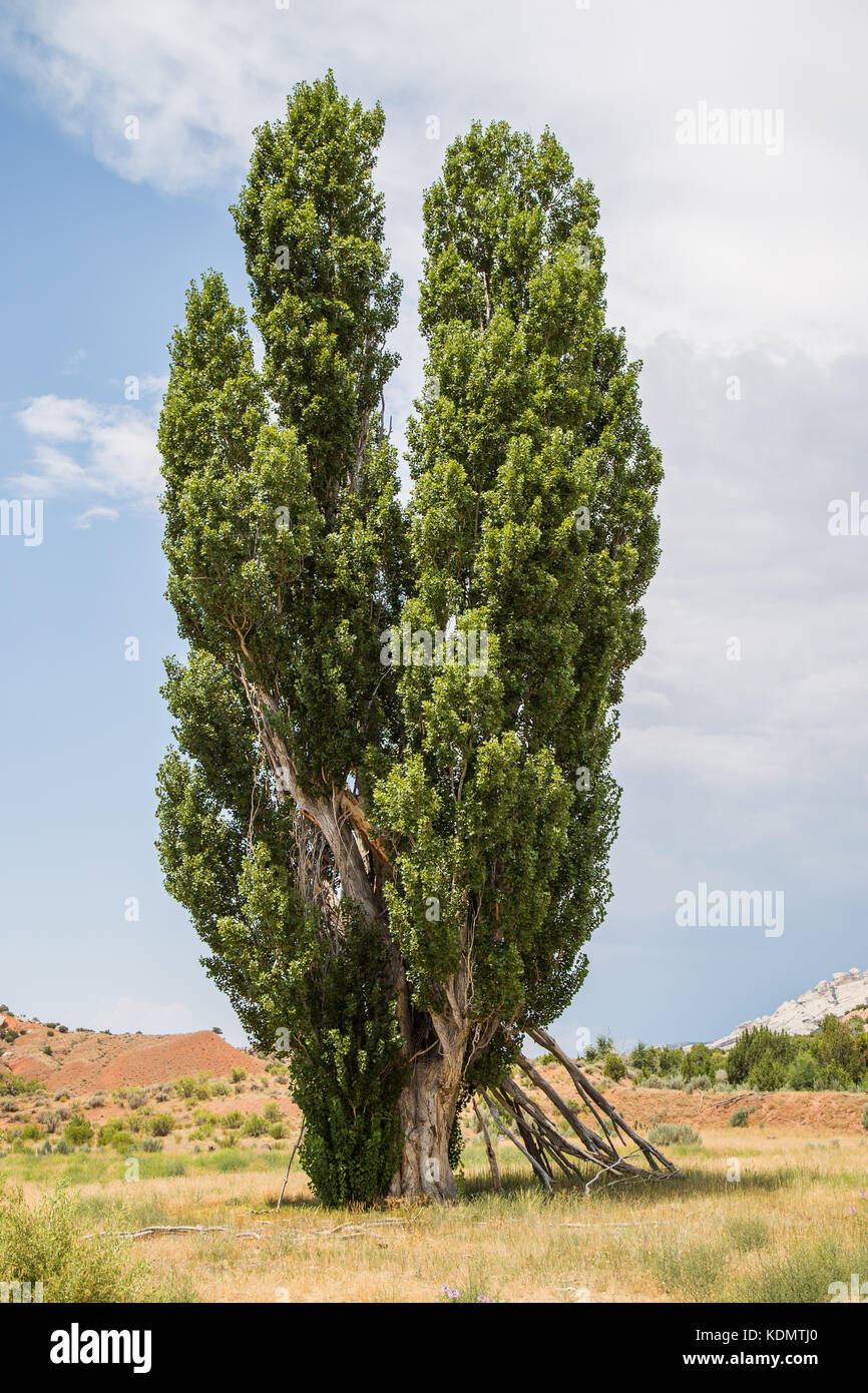 Large tall plants hi-res stock photography and images - Alamy