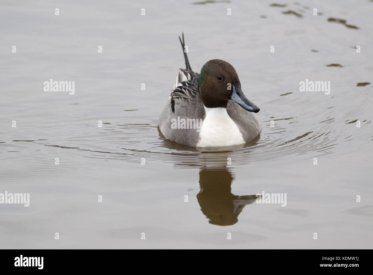 A Pintail Duck Stock Photo - Alamy