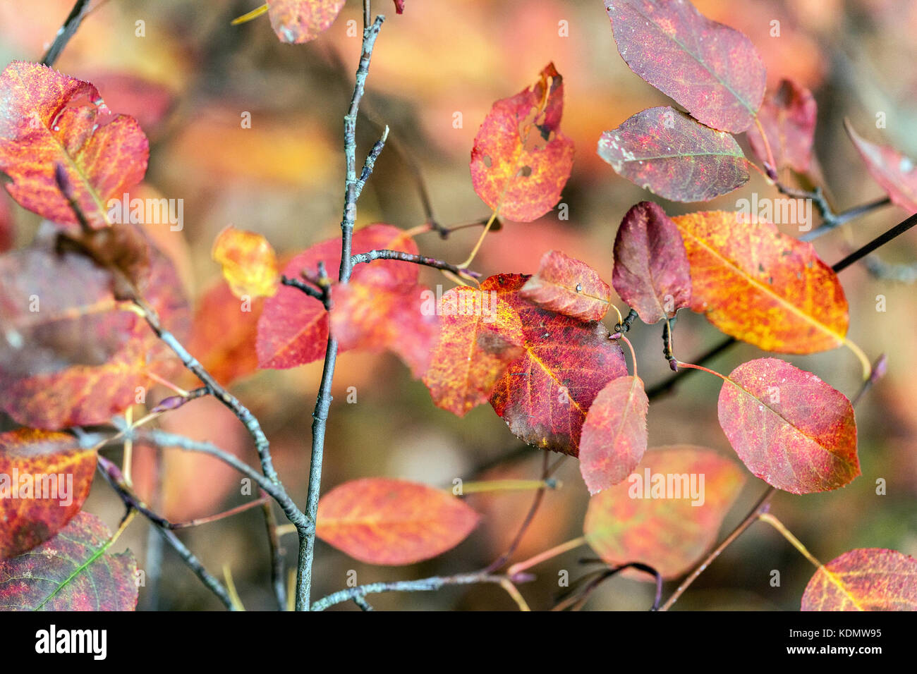 Amelanchier asiatica, Korean juneberry or Asian serviceberry, leaves in ...