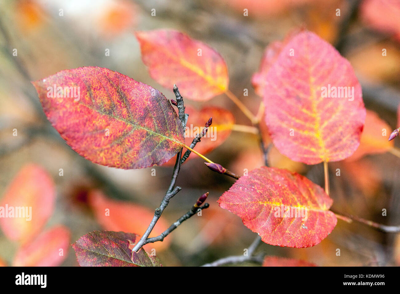 Amelanchier asiatica, Korean juneberry or Asian serviceberry, leaves in ...