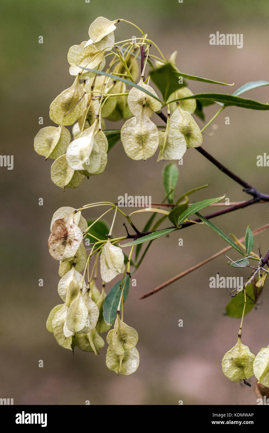 Ash Seed High Resolution Stock Photography and Images - Alamy