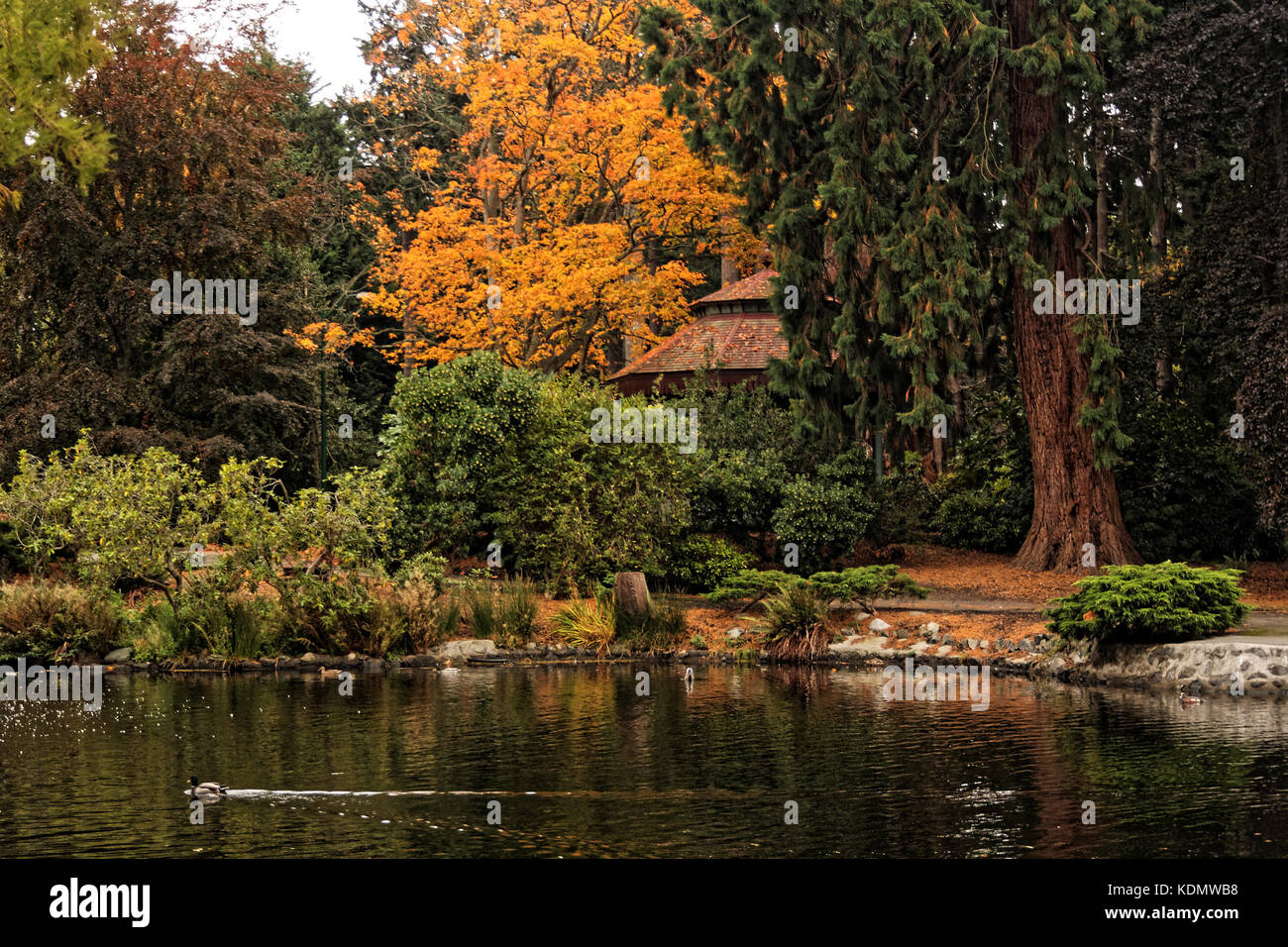 City pond park in Victoria British Columbia Stock Photo - Alamy