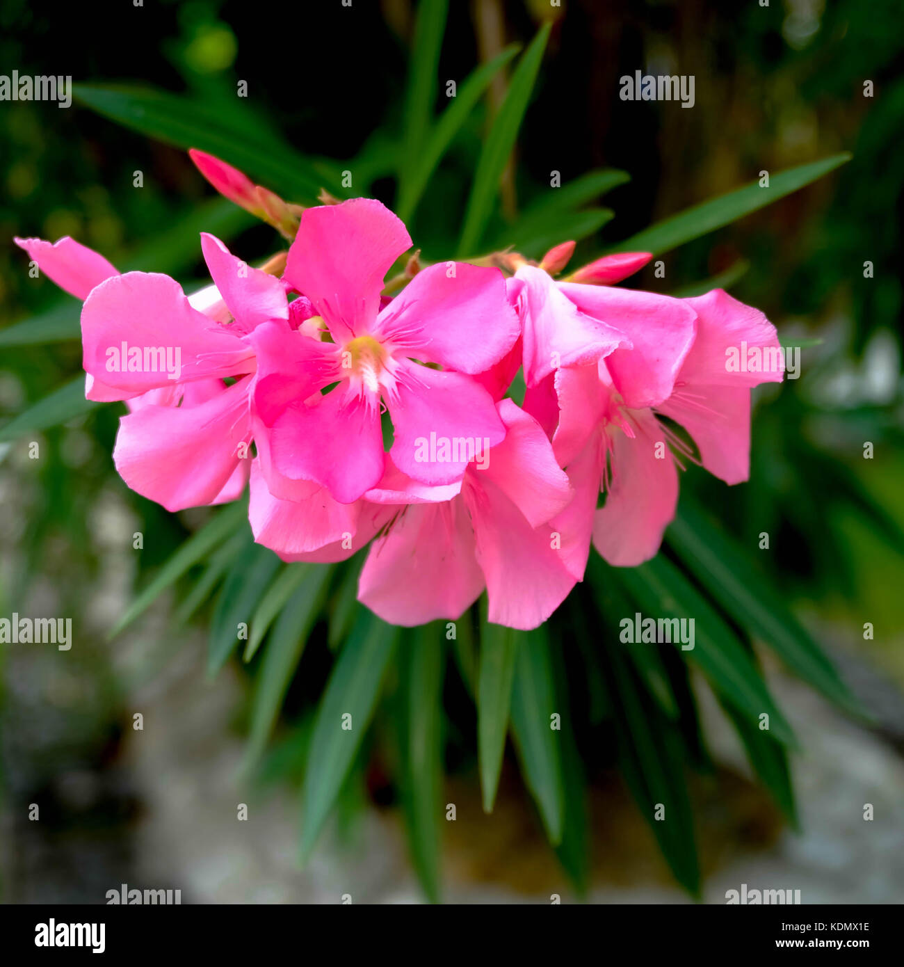 Enjoy the liittle things in life Stock Photo - Alamy