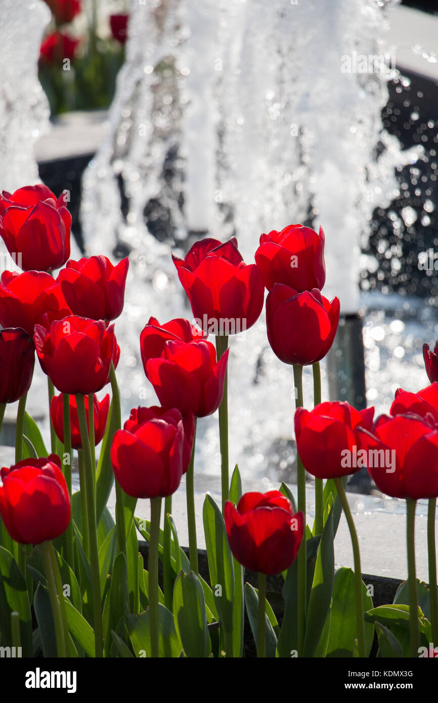 Red color tulip flowers bloom in the garden Stock Photo - Alamy