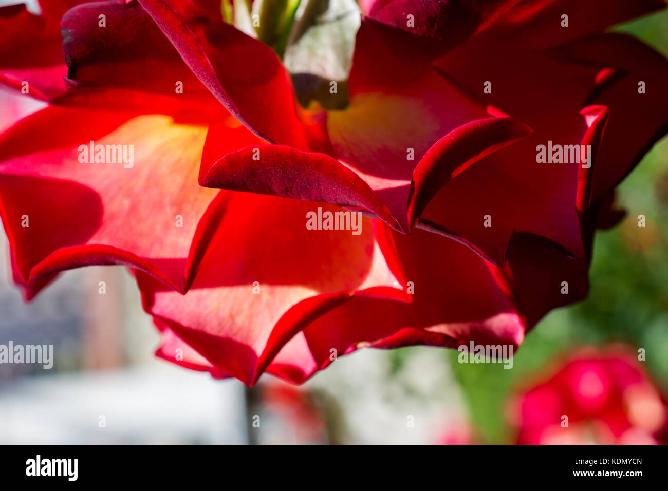 Beautiful fresh roses in close up view Stock Photo - Alamy