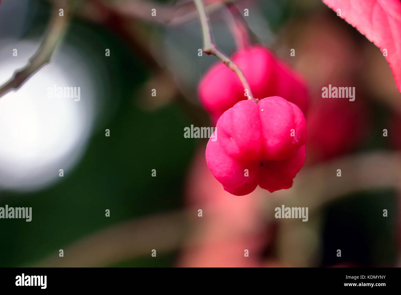 Spindle tree berry pod with a bokeh background Stock Photo - Alamy