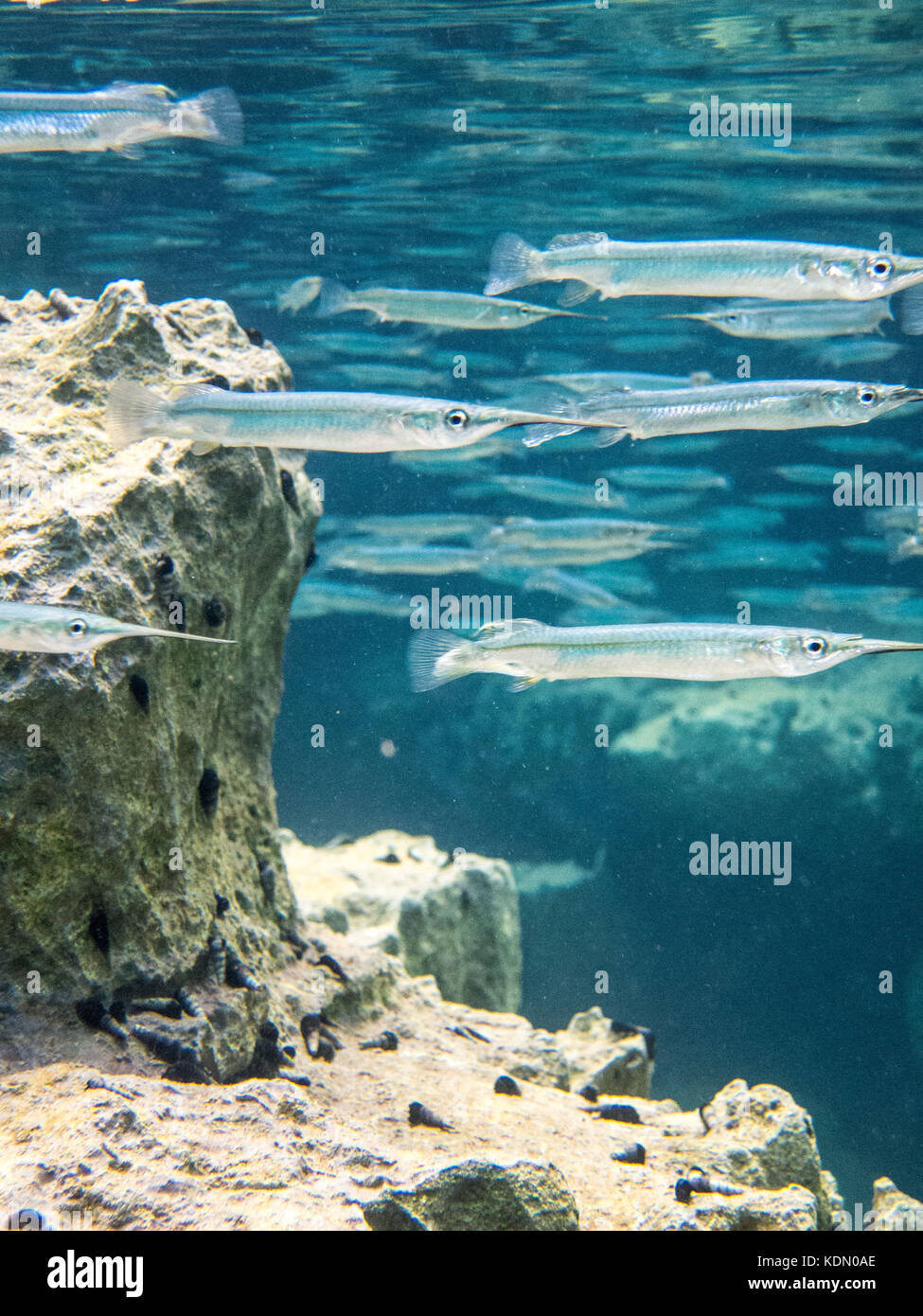 Needle coral hi-res stock photography and images - Alamy