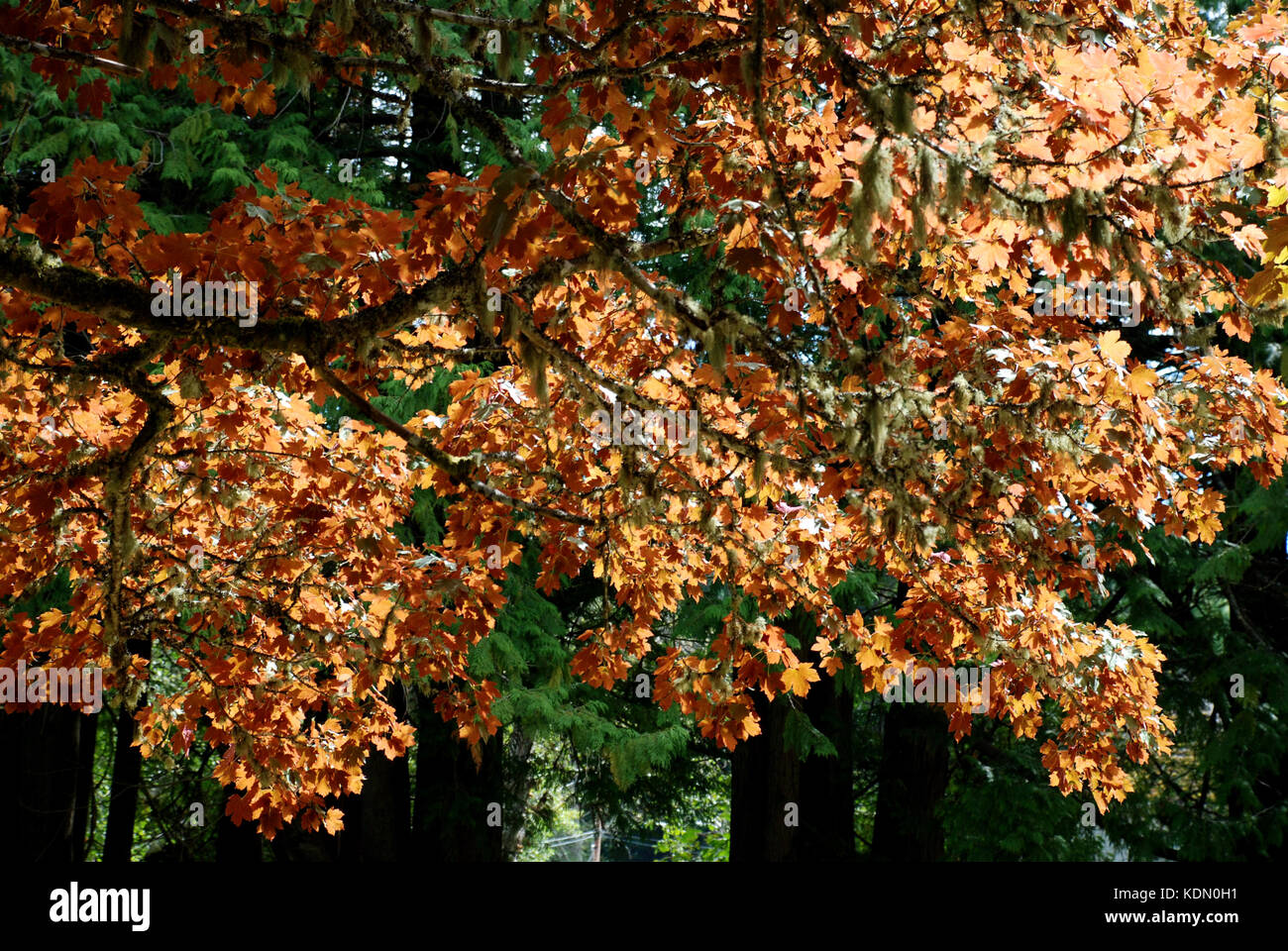 Colwood Canada High Resolution Stock Photography and Images - Alamy