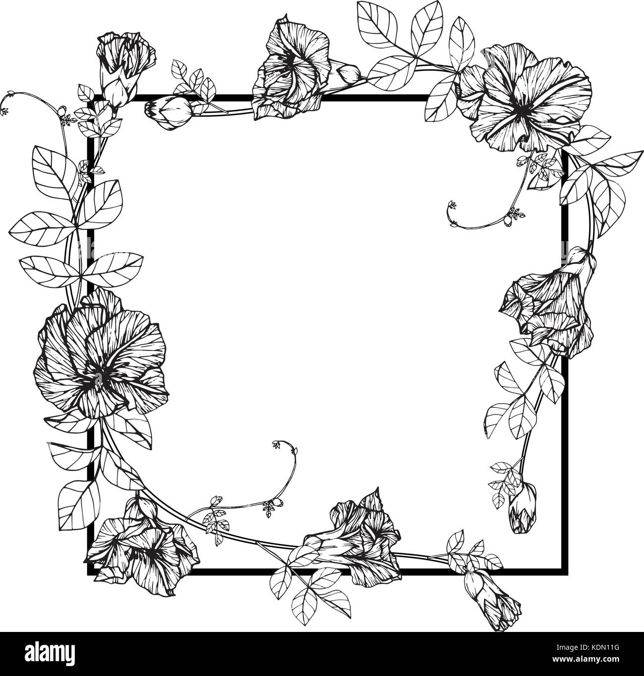 Butterfly pea flower frame drawing Stock Vector Image & Art - Alamy