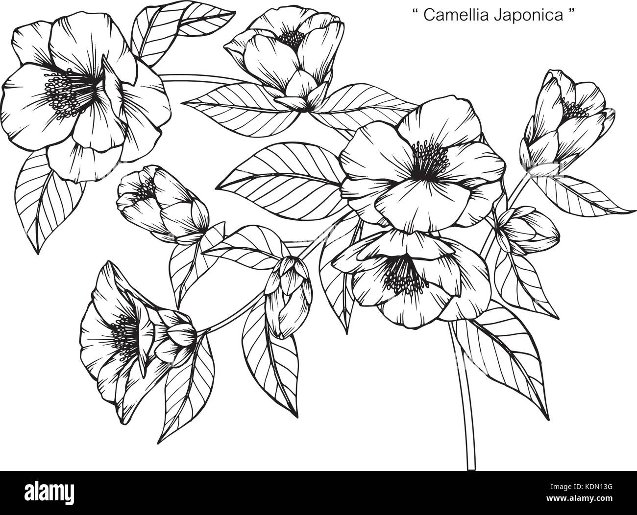 Camellia Japonica flower drawing illustration. Black and white with ...