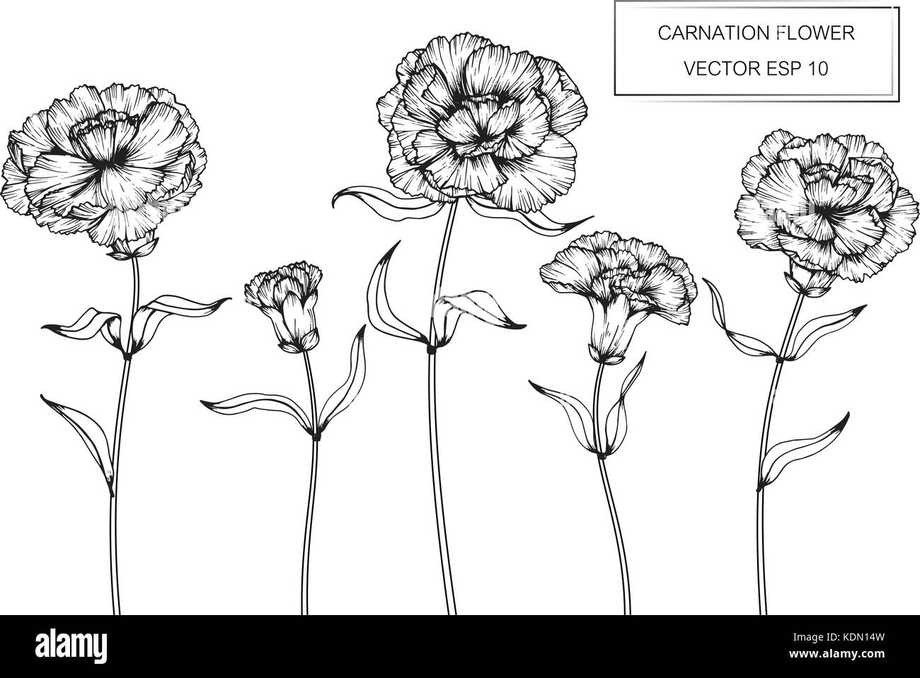 Carnation flower drawing illustration. Black and white with line art ...