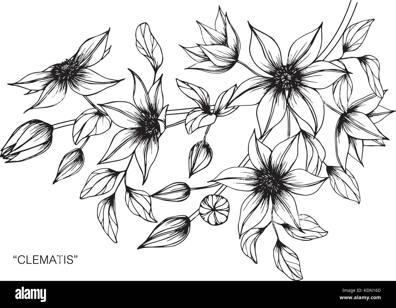 Clematis Flower Drawing