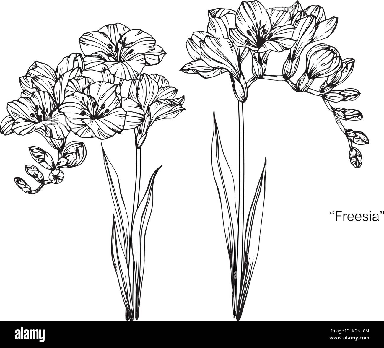 Freesia flower Stock Vector Images - Alamy
