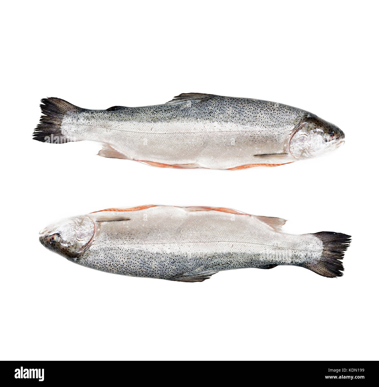 Fresh raw salmon red fish isolated on a white background. Flat lay. Top ...