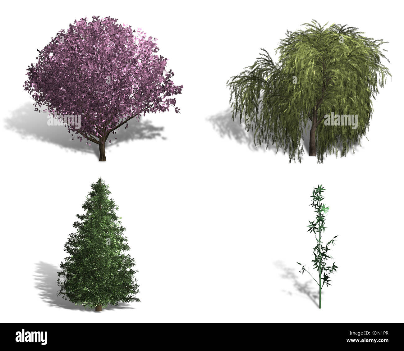 rendering of four different kinds of trees and shadows Stock Photo - Alamy