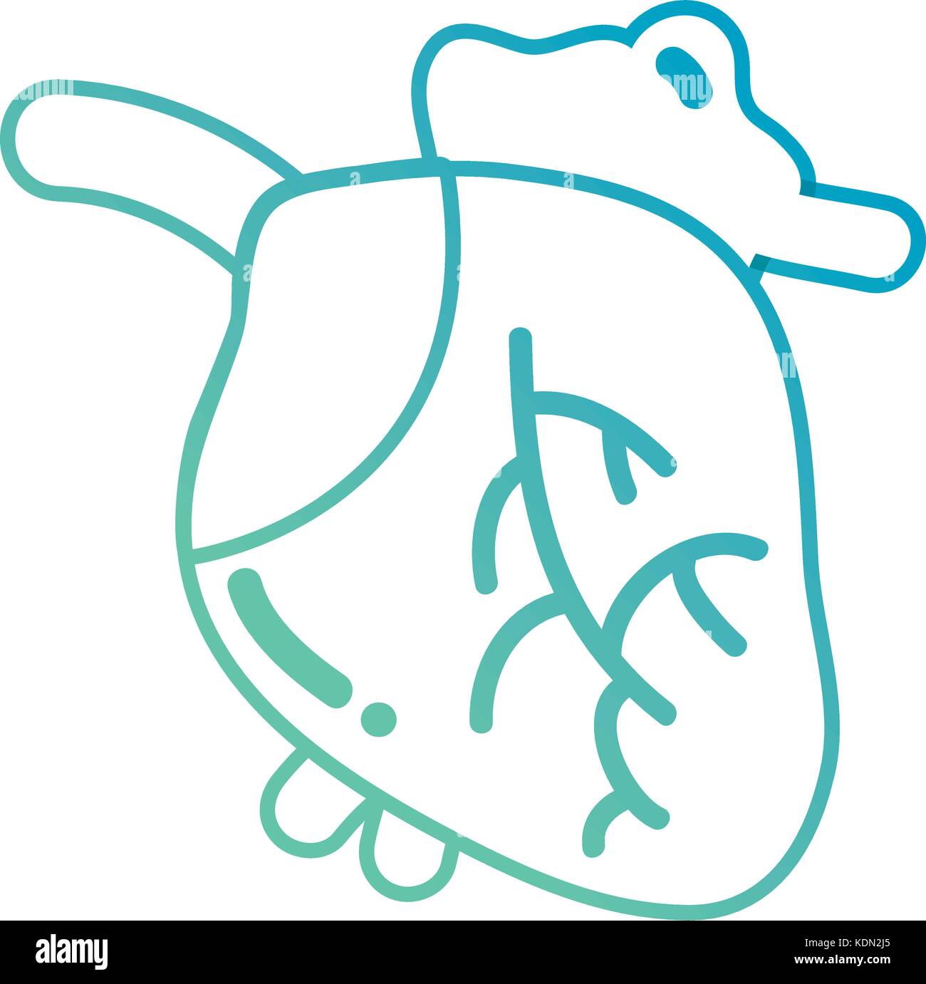 line anatomy human heart organ Stock Vector Image & Art - Alamy