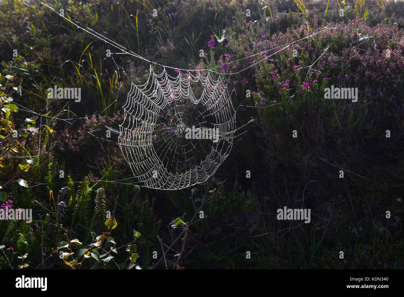 Spiders trap hi-res stock photography and images - Alamy