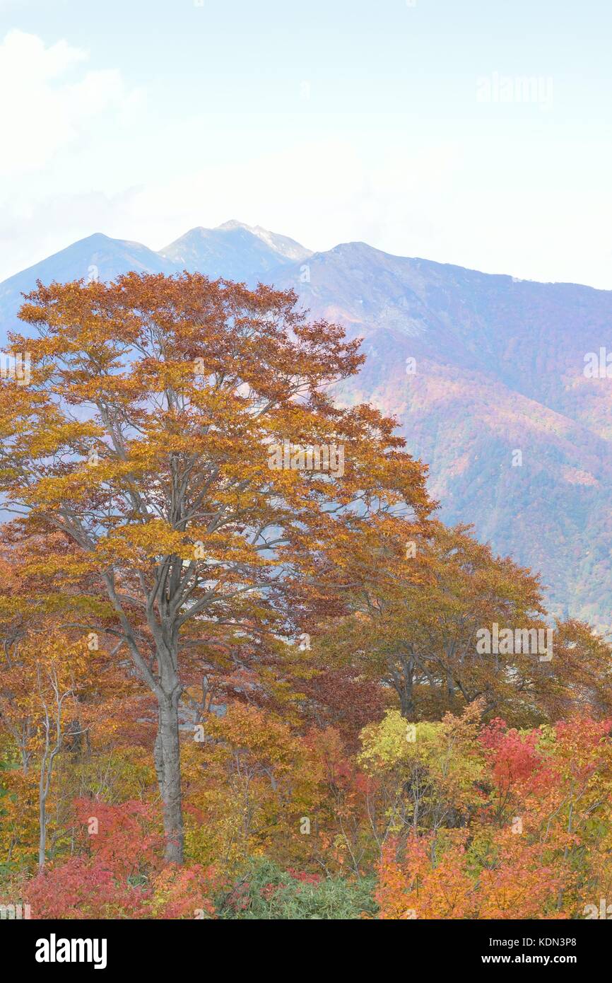 Autumn Landscape of vibrant colorful trees with mountain ranges in ...