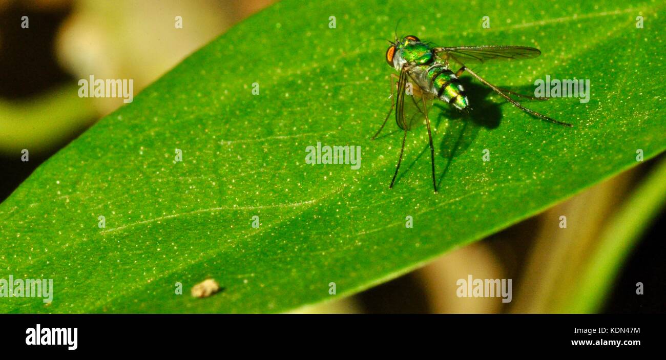 Green Dolichopodid Fly sitting on a leaf and casting a shadow ...