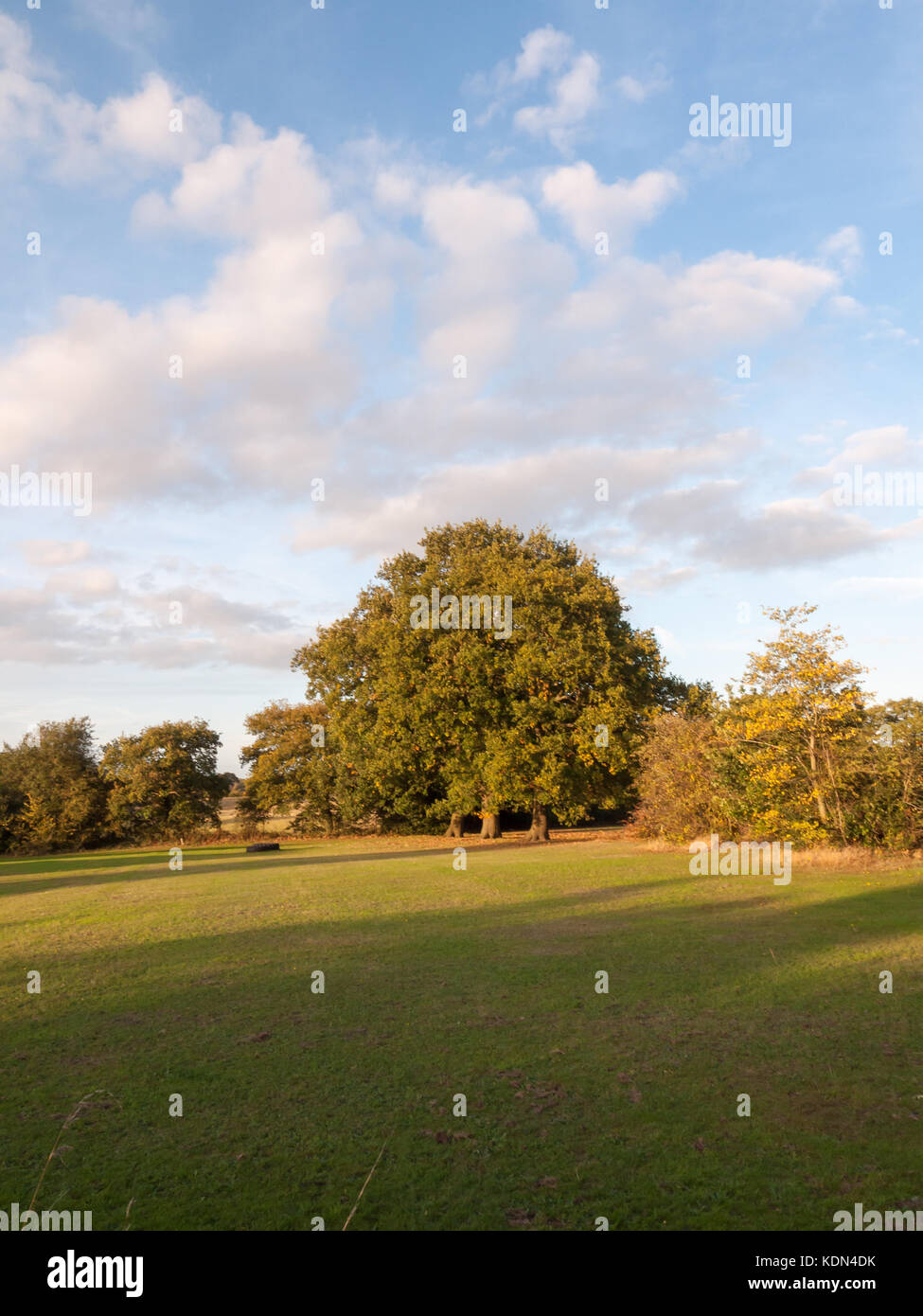 tree across field with sky background summer light ; Essex; England; UK ...