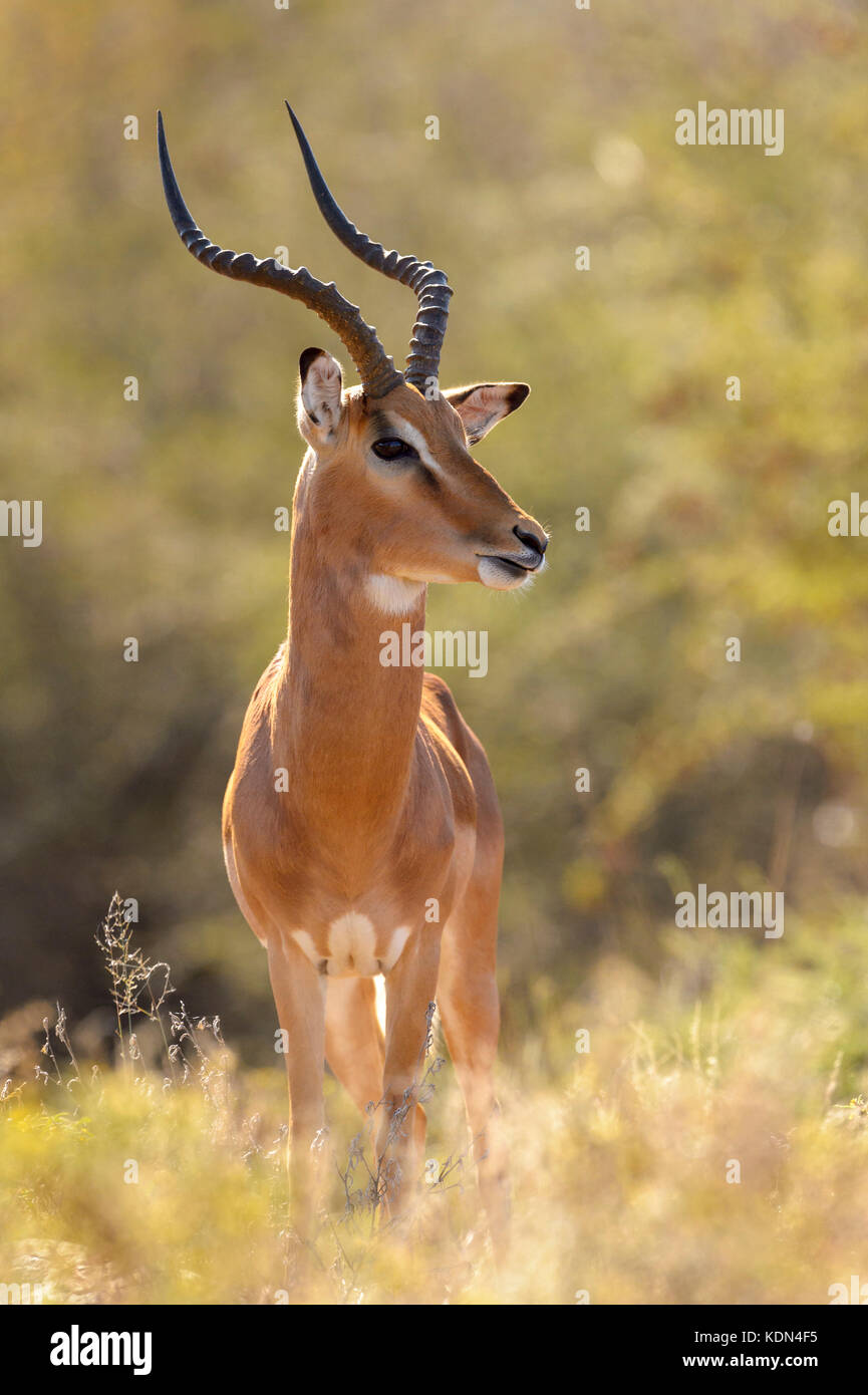 Impala (Aepyceros melampus) male standing in savanna during sunrise ...