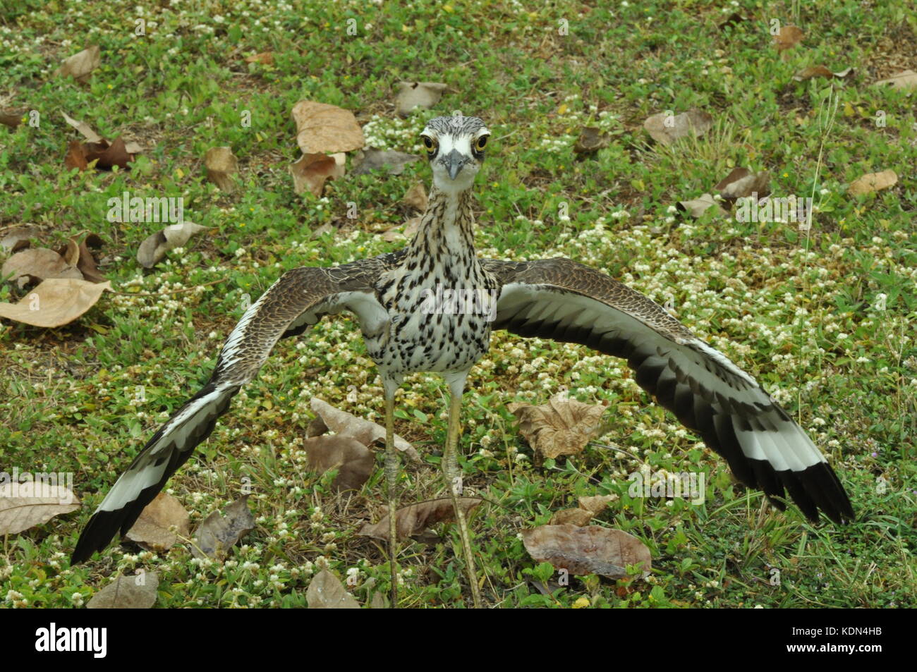 Bush Stone Curlew sitting on its nest, Townsville, Australia, September ...