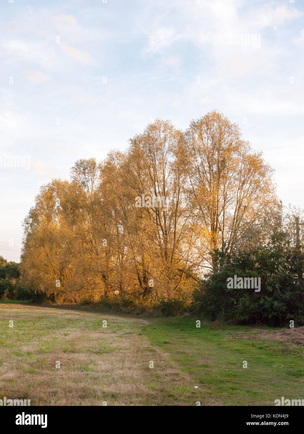 autumn row of high trees golden yellow fall pretty nature white sky ...