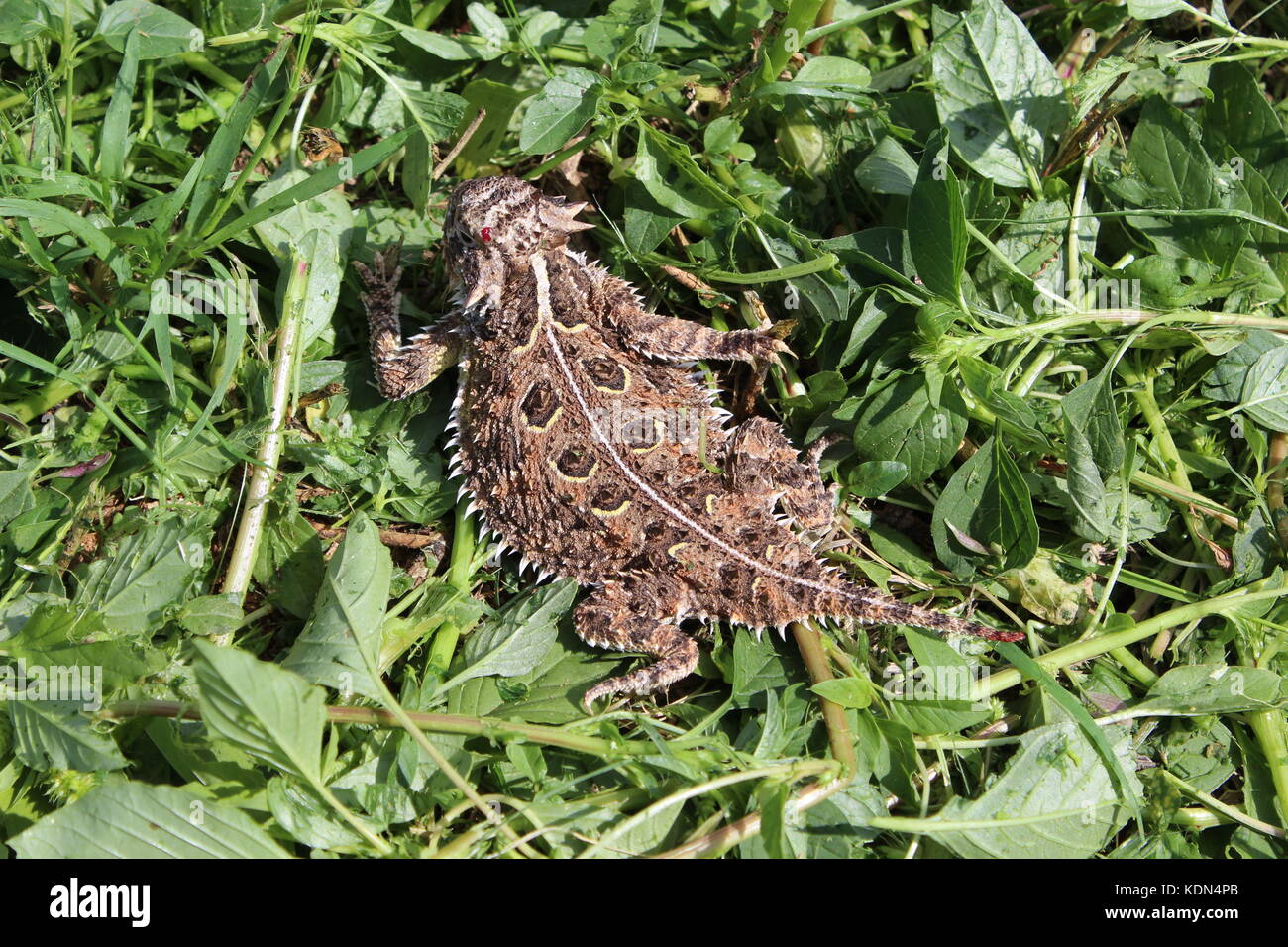 Horned lizard hi-res stock photography and images - Alamy