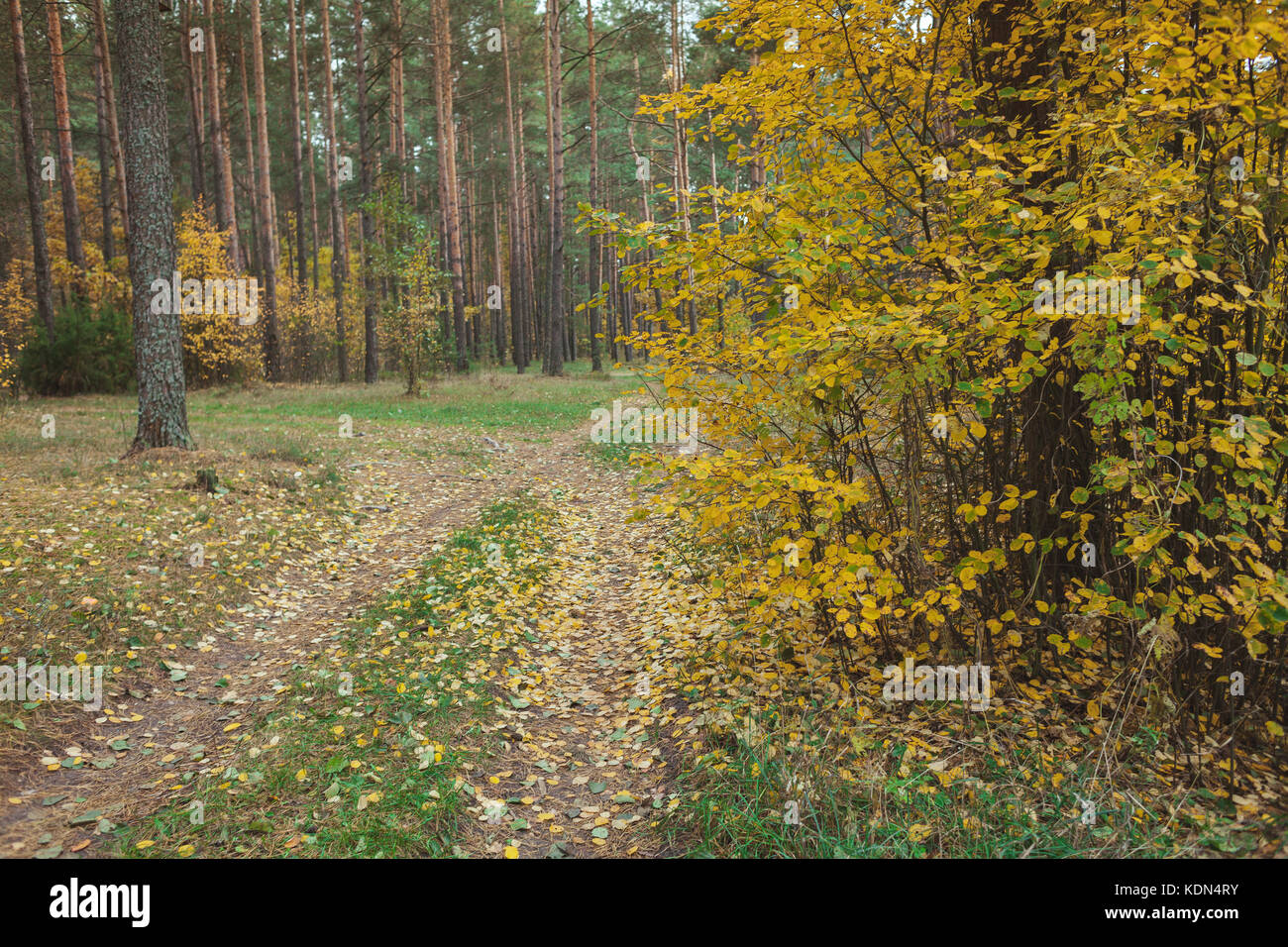 Forest autumn road with fallen yellow leaves. Natural background in the ...