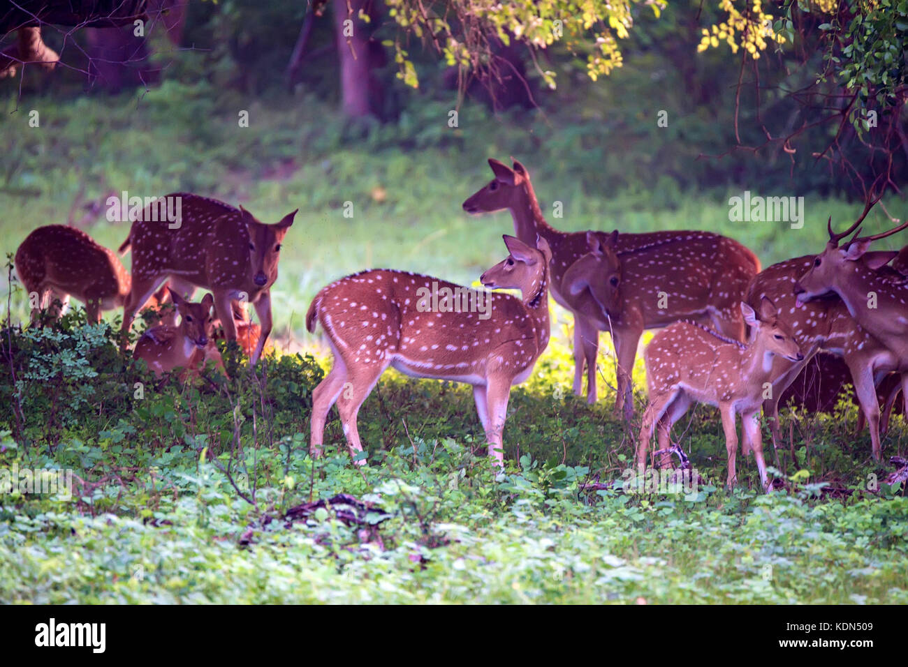 Male spotted deer crossing hi-res stock photography and images - Alamy