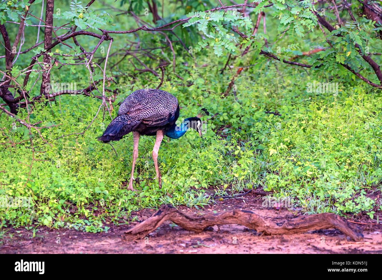 Peacock or Pavo cristatus Stock Photo - Alamy