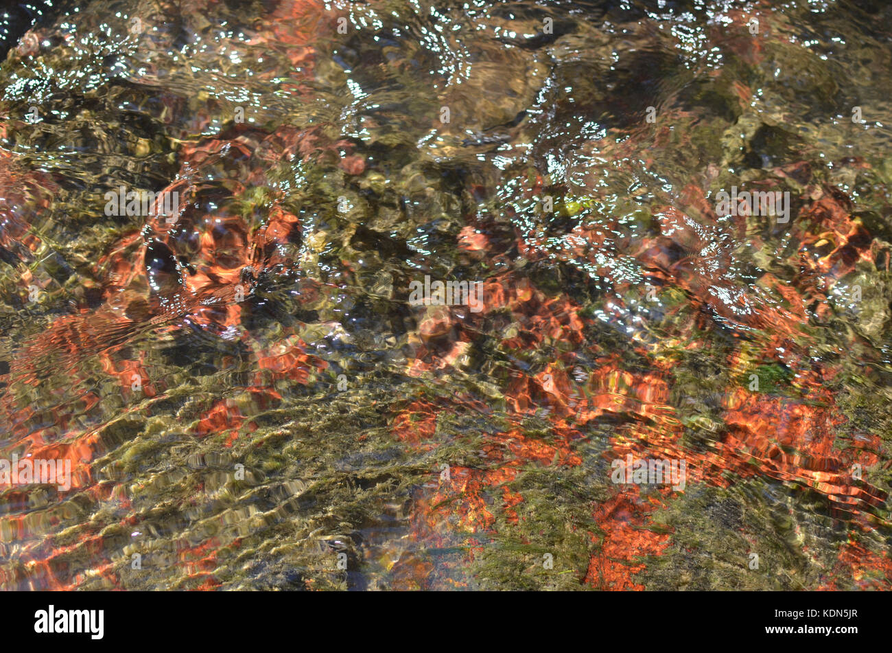 Colorful bottom of a mountain river with wavy water Stock Photo - Alamy