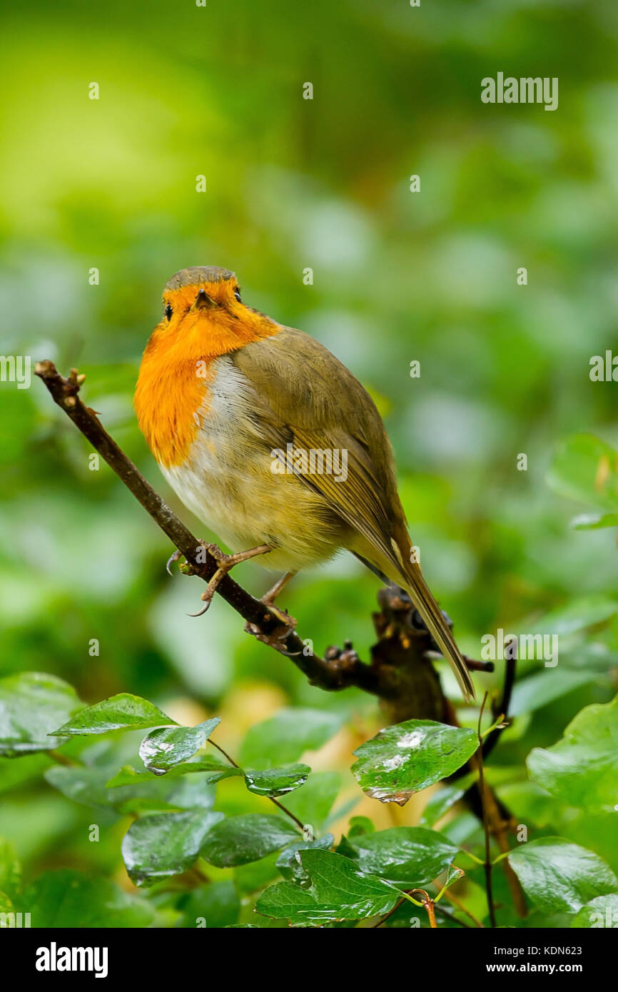photo of a beautiful little Robin sitting on a branch Stock Photo - Alamy