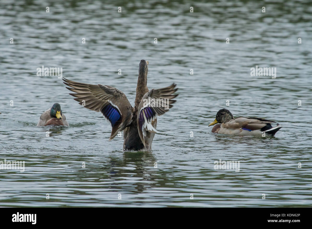 photo of a female Mallard duck flapping her wings Stock Photo - Alamy