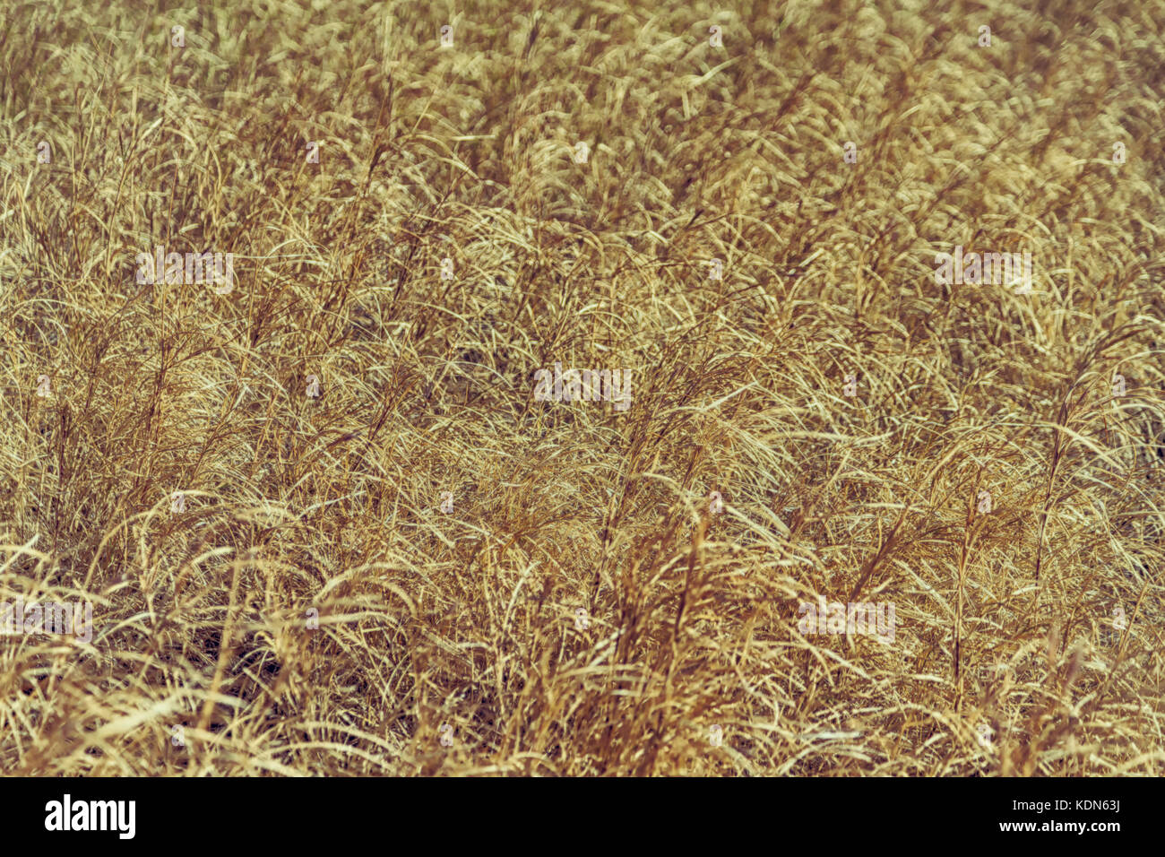 the abstract texture of a yellow grass like autumn concept Stock Photo ...