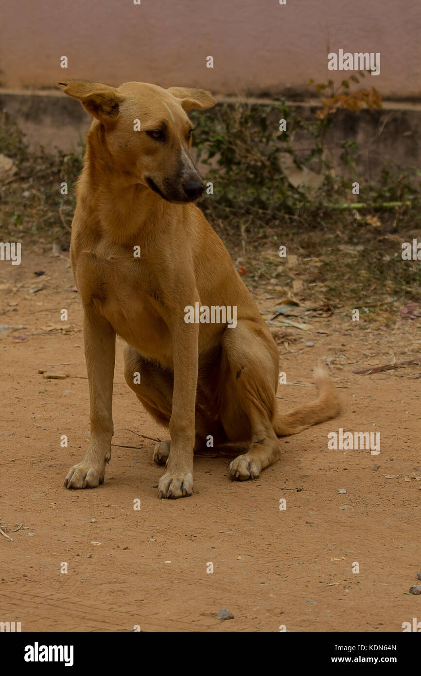 photo of a mother feral dog in India Stock Photo - Alamy