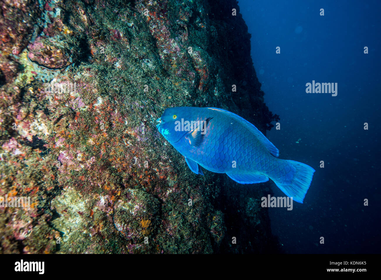 Parrotfish feeding hi-res stock photography and images - Alamy