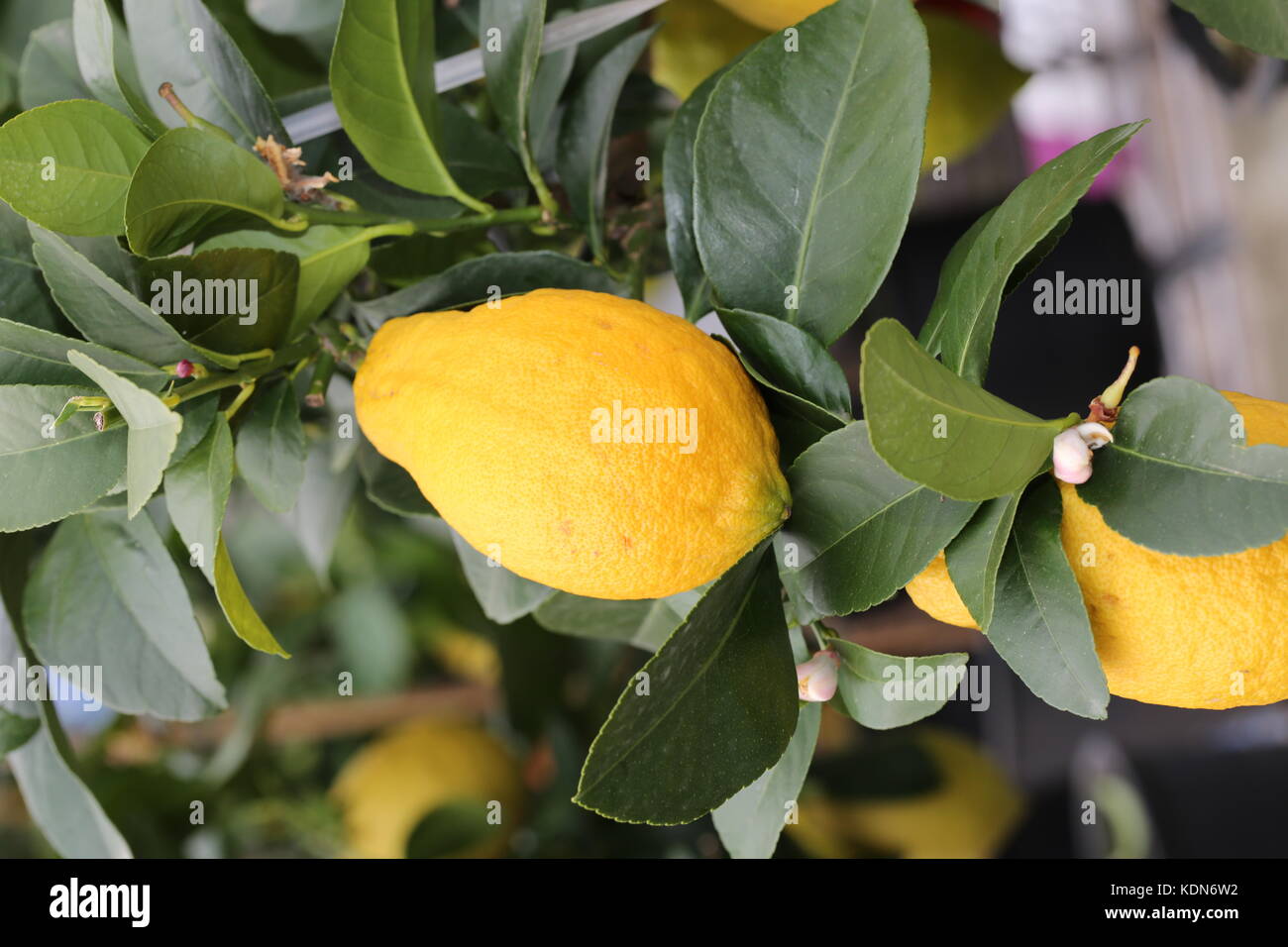 lush lemon plant with yellow ripe fruits Stock Photo - Alamy