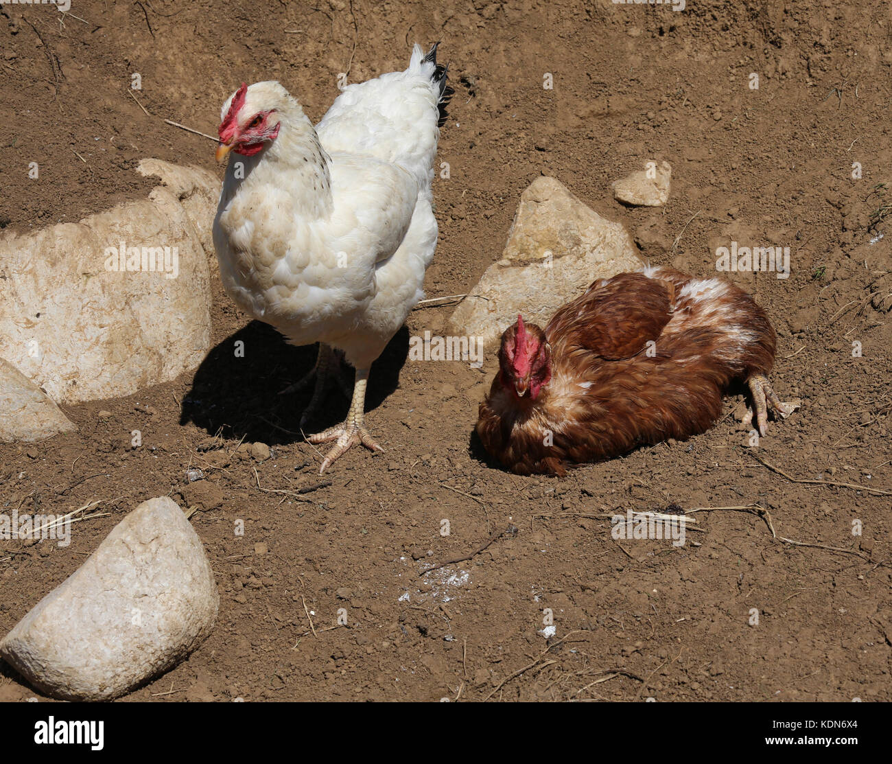 chicken pockers in the chicken coop Stock Photo - Alamy