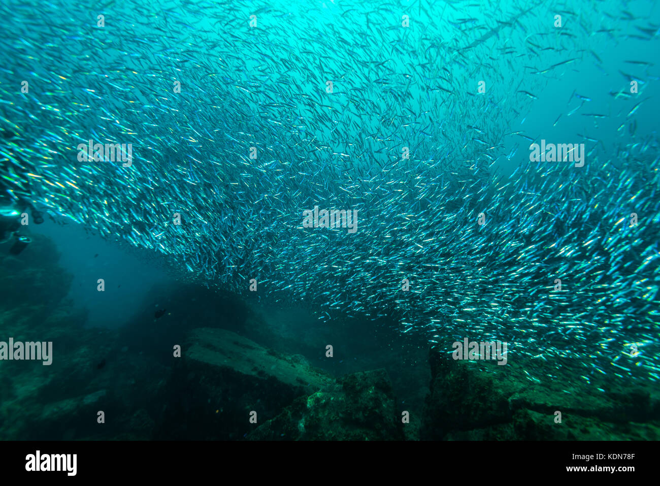 Tomato hind, Cephalopholis sonnerati (Valenciennes, 1828) swimming with ...