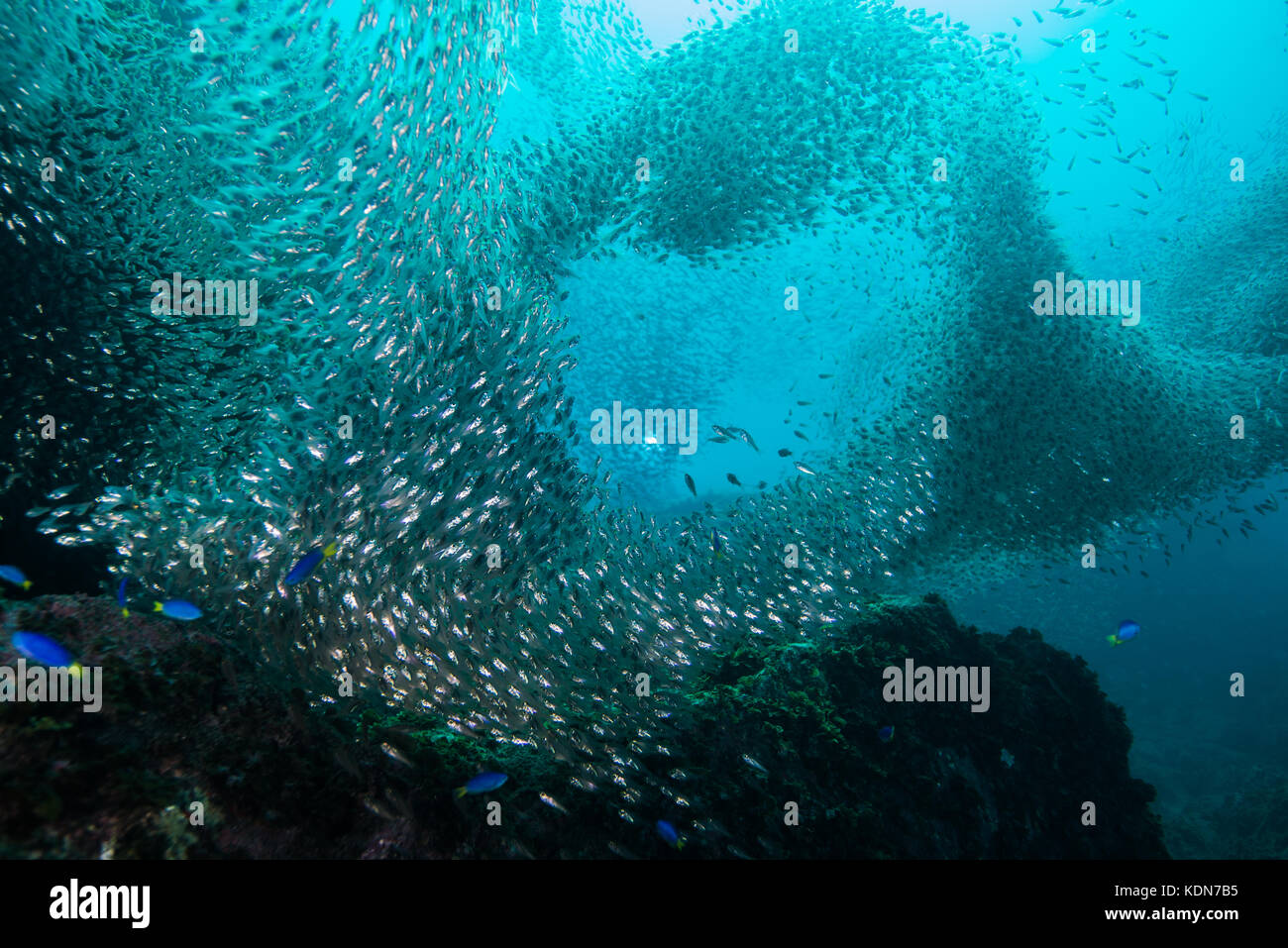 Fish tornado hi-res stock photography and images - Alamy