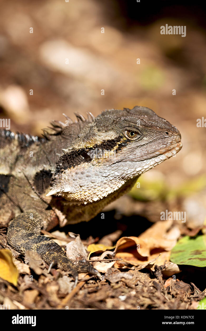 in australia the free lizard in the nature bush background Stock Photo ...