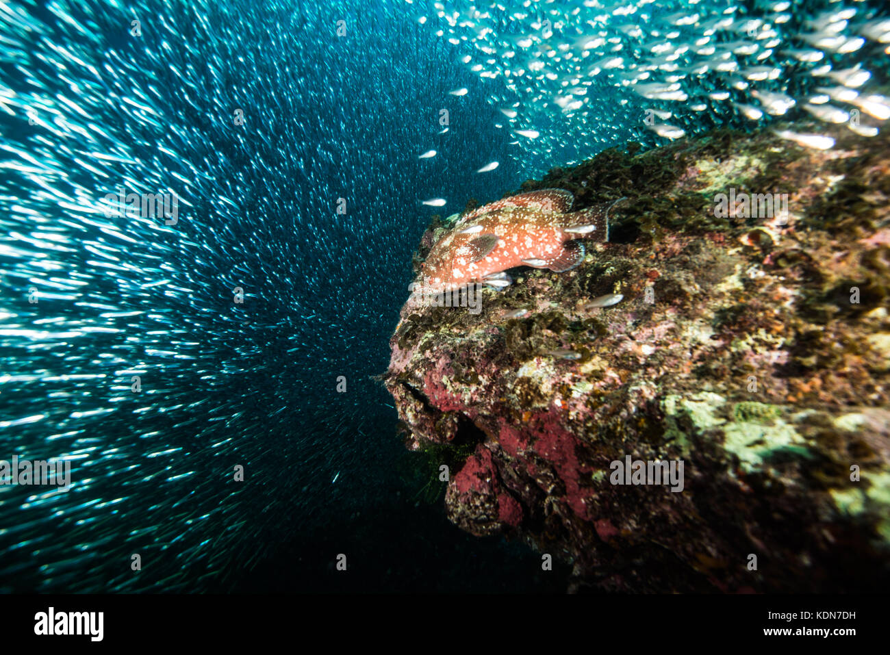 Cephalopholis sonnerati hi-res stock photography and images - Alamy