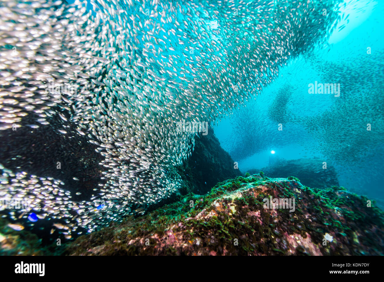 Tornado of fish hi-res stock photography and images - Alamy