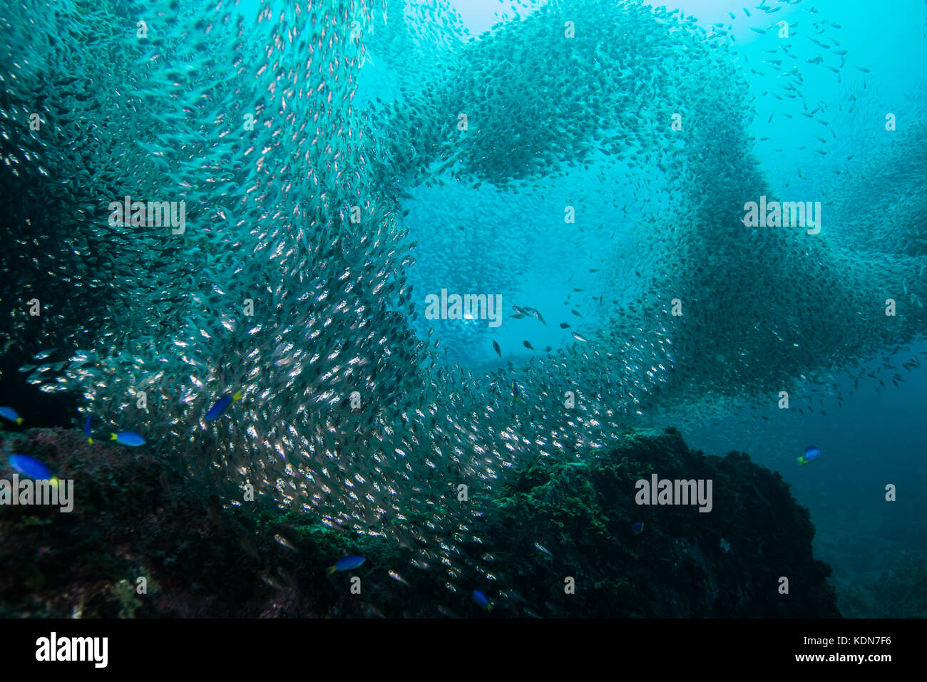 Tornado of fish hi-res stock photography and images - Alamy