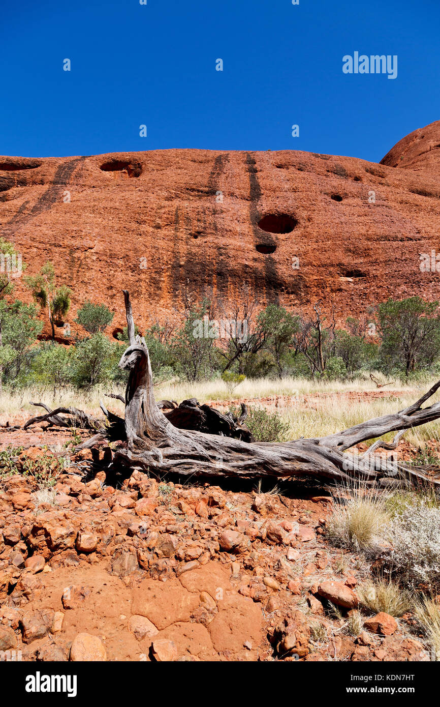 in australia the outback canyon and the dead tree near mountain in the ...