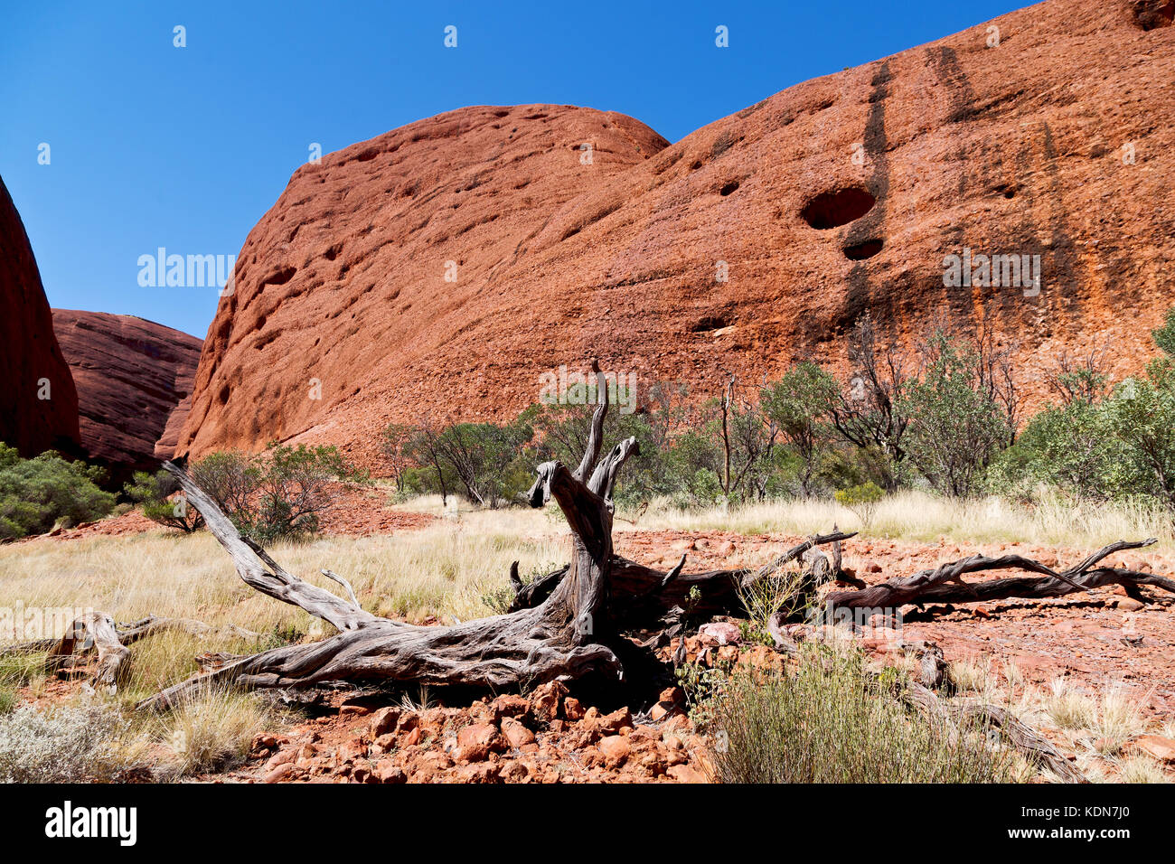 in australia the outback canyon and the dead tree near mountain in the ...